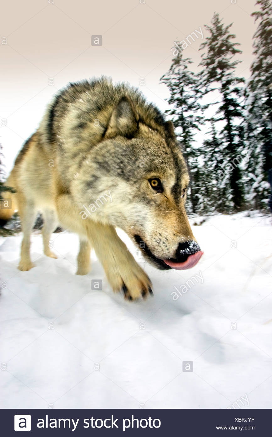 On Hunt High Resolution Stock Photography and Images - Alamy