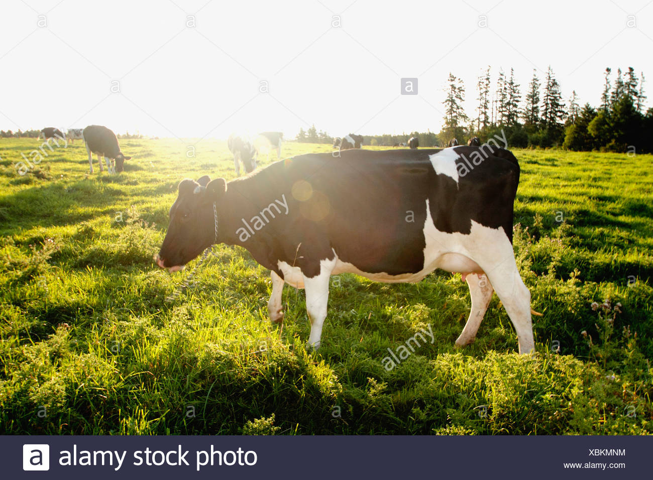Primogenus High Resolution Stock Photography and Images - Alamy