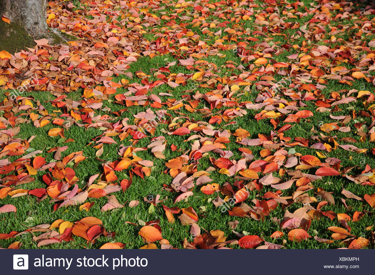 India Cherry Tree High Resolution Stock Photography and Images - Alamy