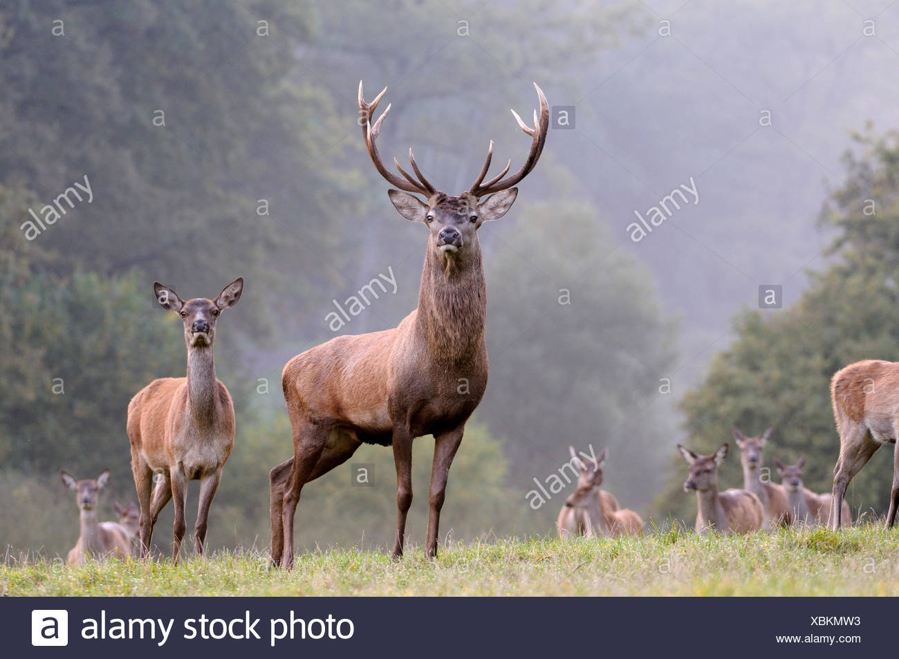 Twelve Pointer High Resolution Stock Photography and Images - Alamy