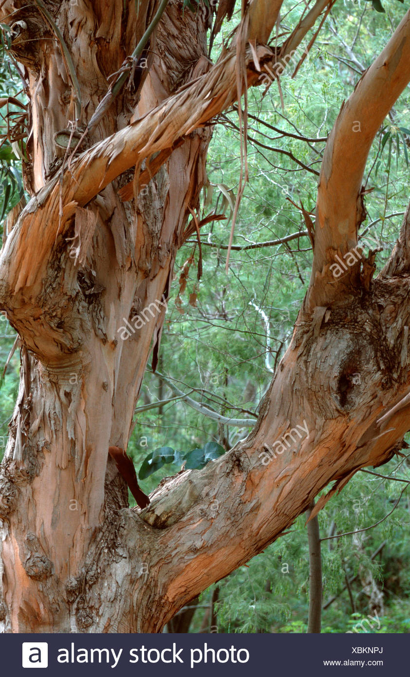 Tasmanian Blue Gum Stock Photos & Tasmanian Blue Gum Stock Images - Alamy