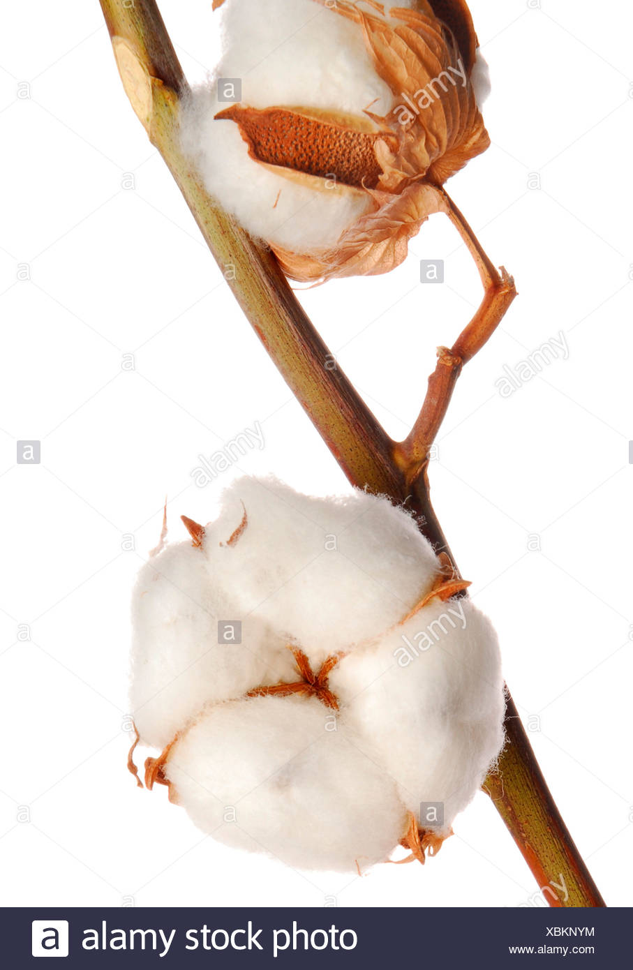 Close Up Cotton Fibres High Resolution Stock Photography and Images - Alamy