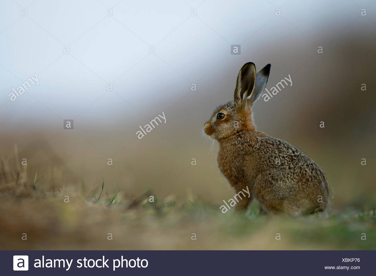 Juvenile Hare High Resolution Stock Photography and Images - Alamy