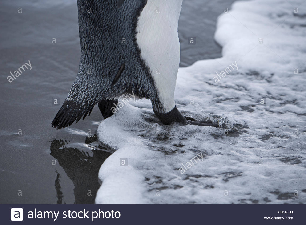 Penguin Feet High Resolution Stock Photography and Images - Alamy