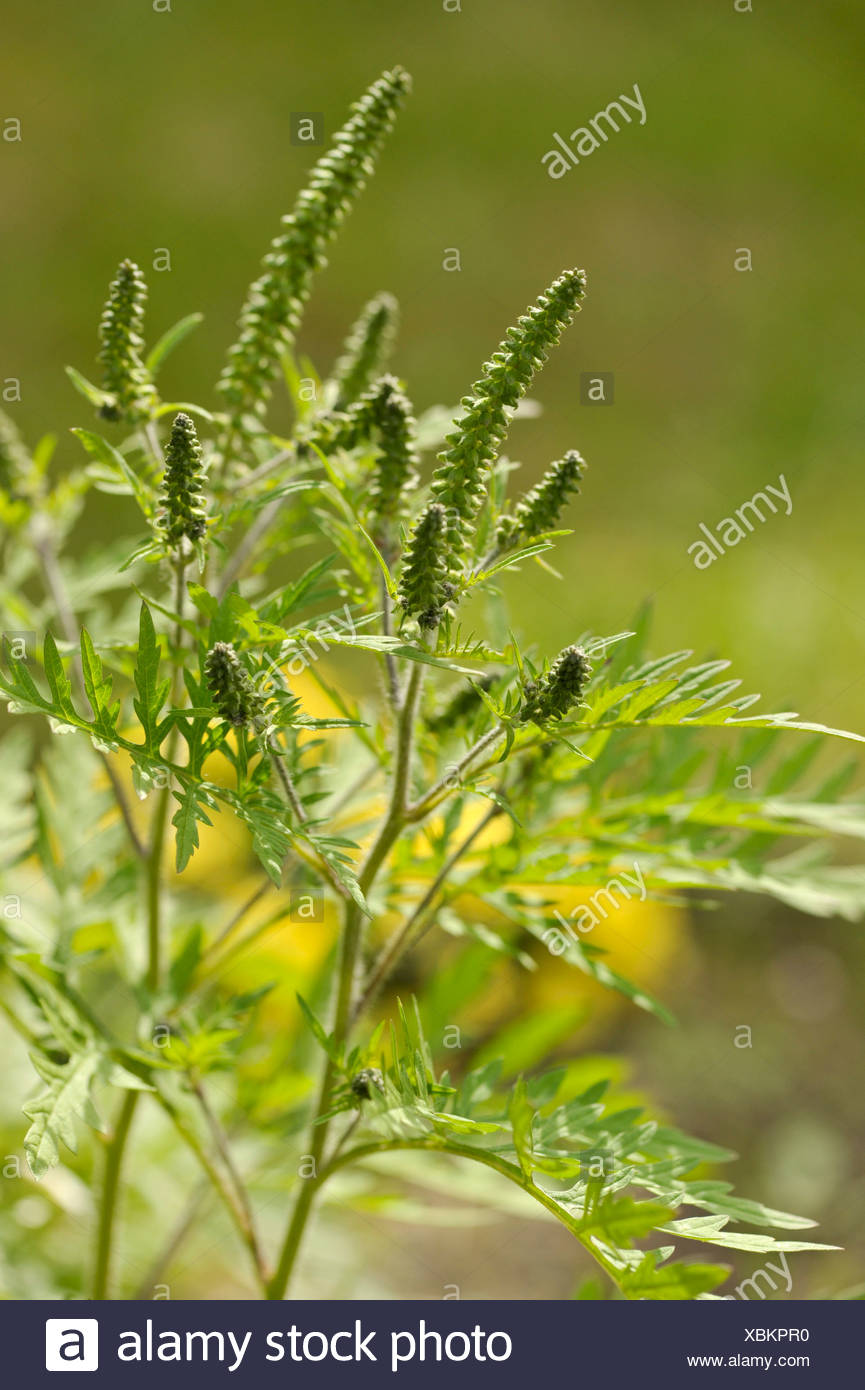 Ragweed Plant High Resolution Stock Photography and Images - Alamy