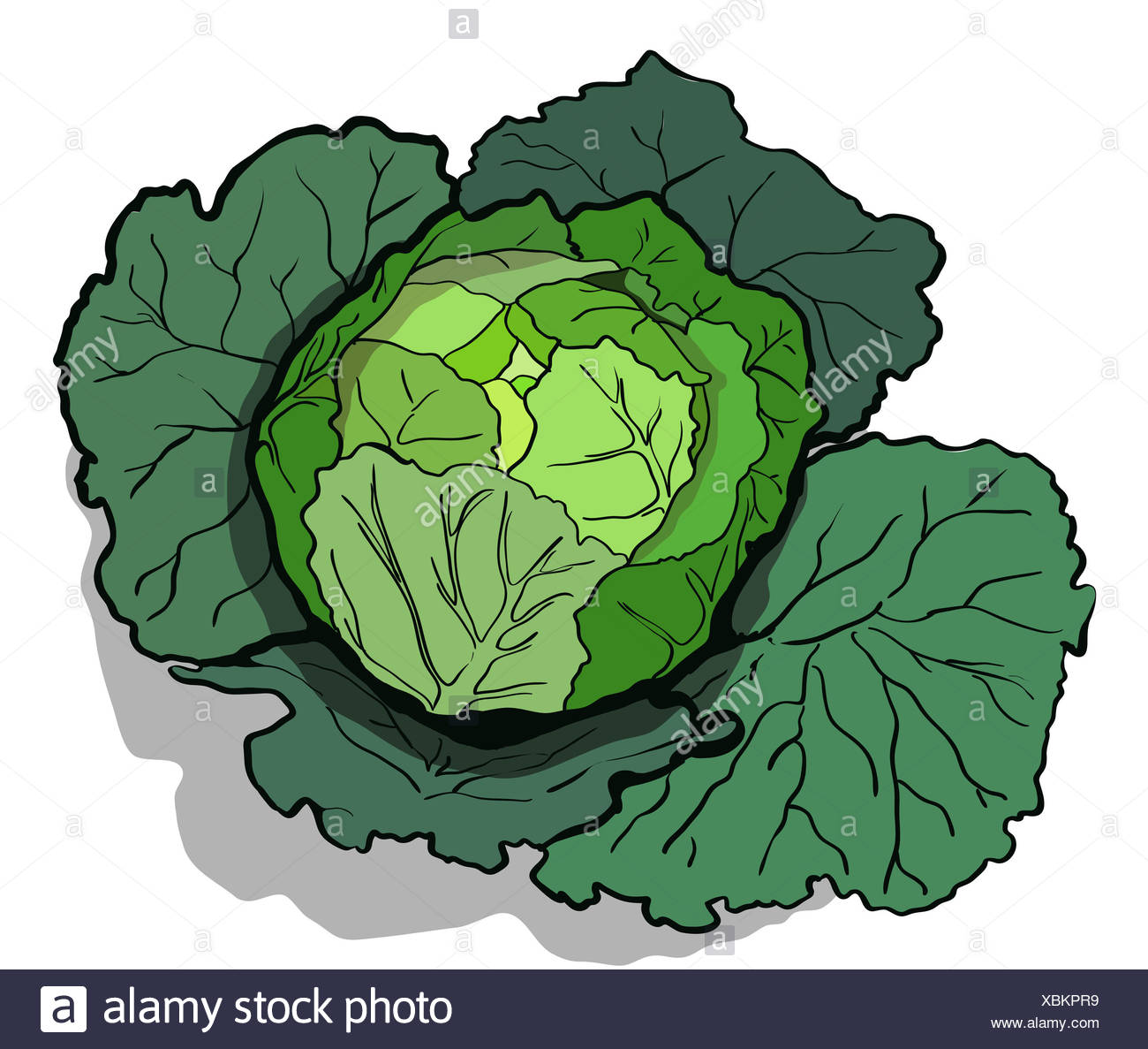 Cabbage Illustration Stock Photos & Cabbage Illustration Stock Images ...