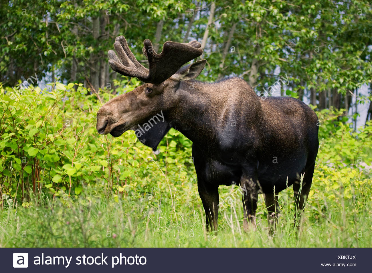 Bull Moose Profile Stock Photos & Bull Moose Profile Stock Images - Alamy