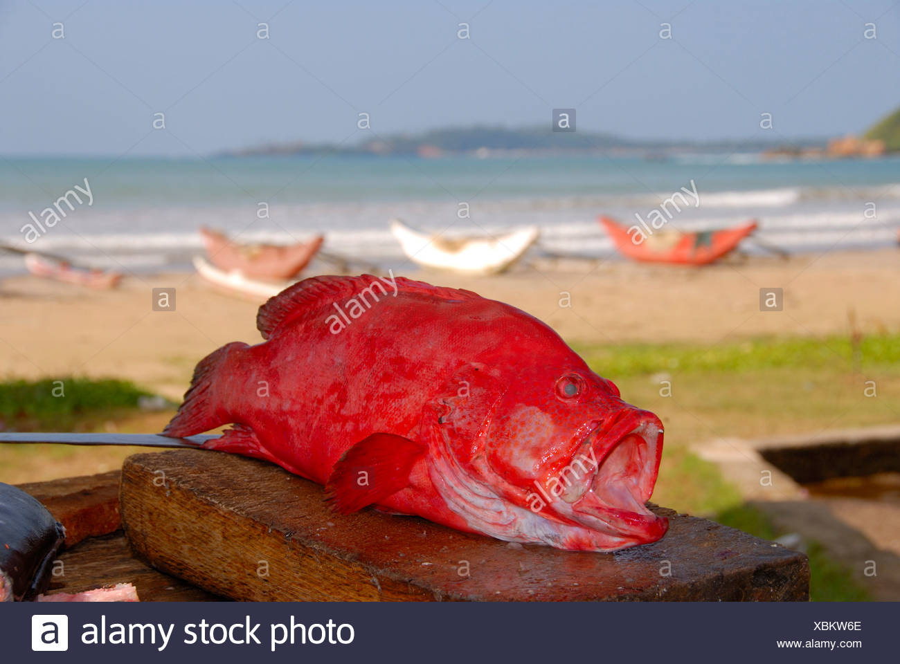 Indian Sea Foods High Resolution Stock Photography and Images - Alamy