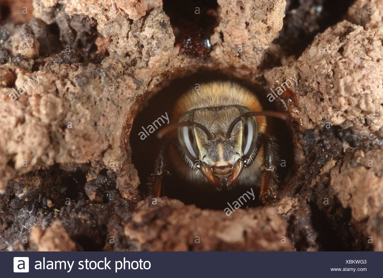 Stingless Bee Hive High Resolution Stock Photography and Images - Alamy