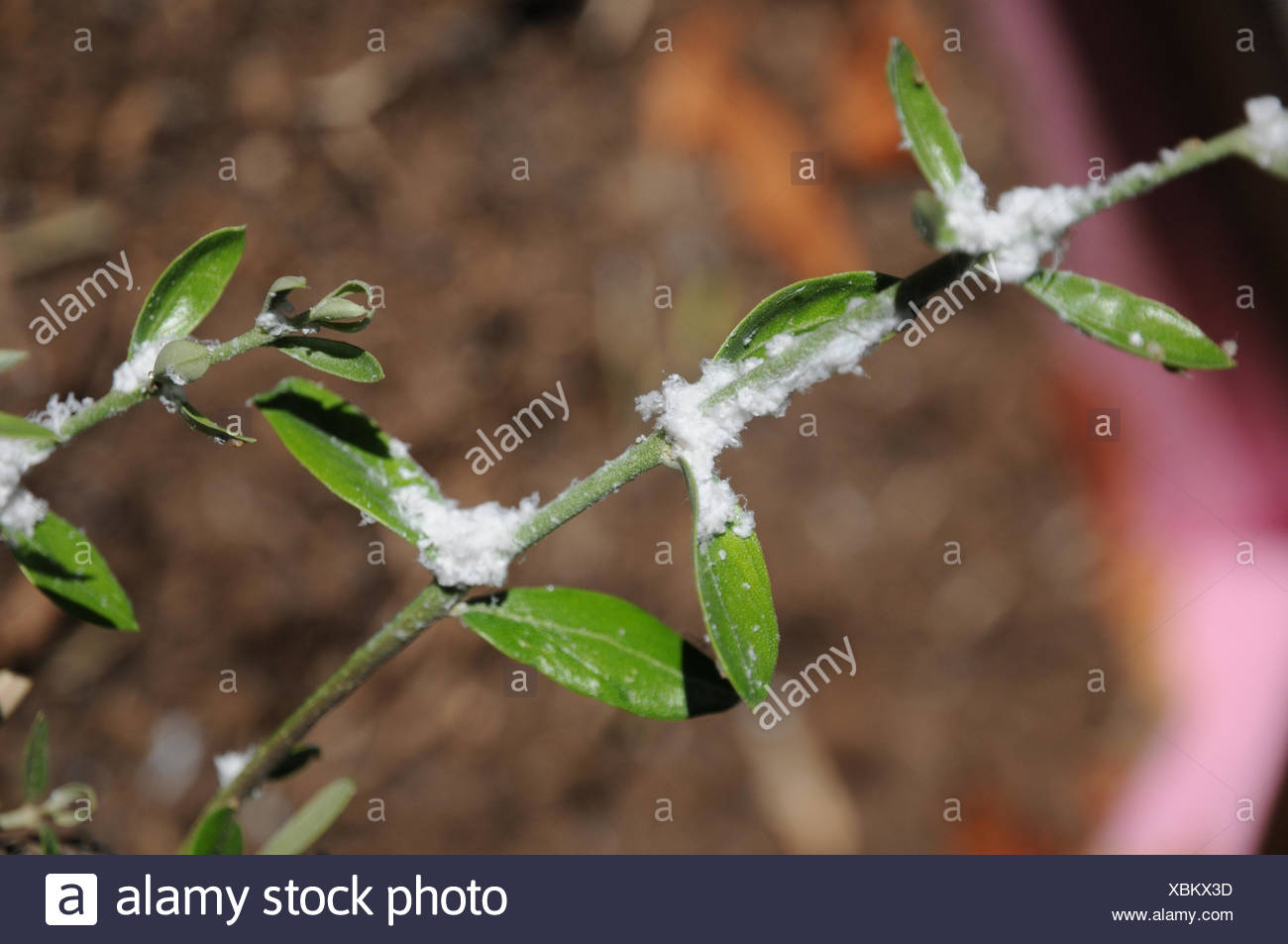 Mealy Bug High Resolution Stock Photography and Images - Alamy