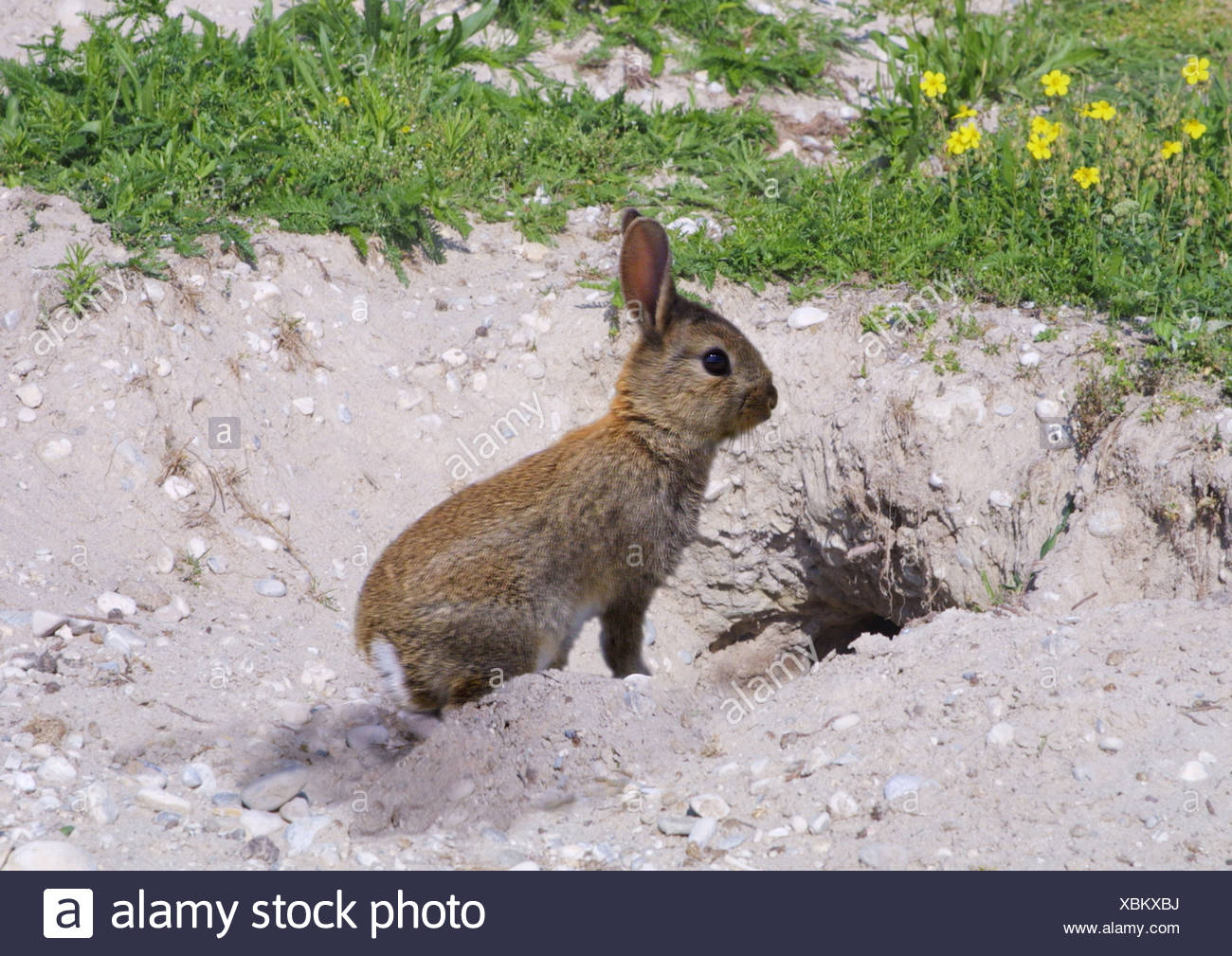 The Rabbit Hole High Resolution Stock Photography and Images - Alamy