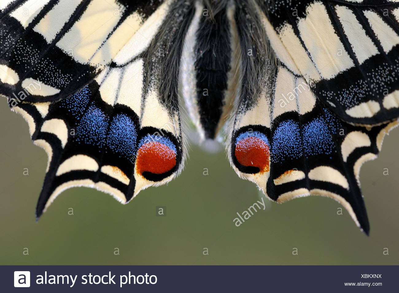 Close Up Wings Stock Photos & Close Up Wings Stock Images - Alamy