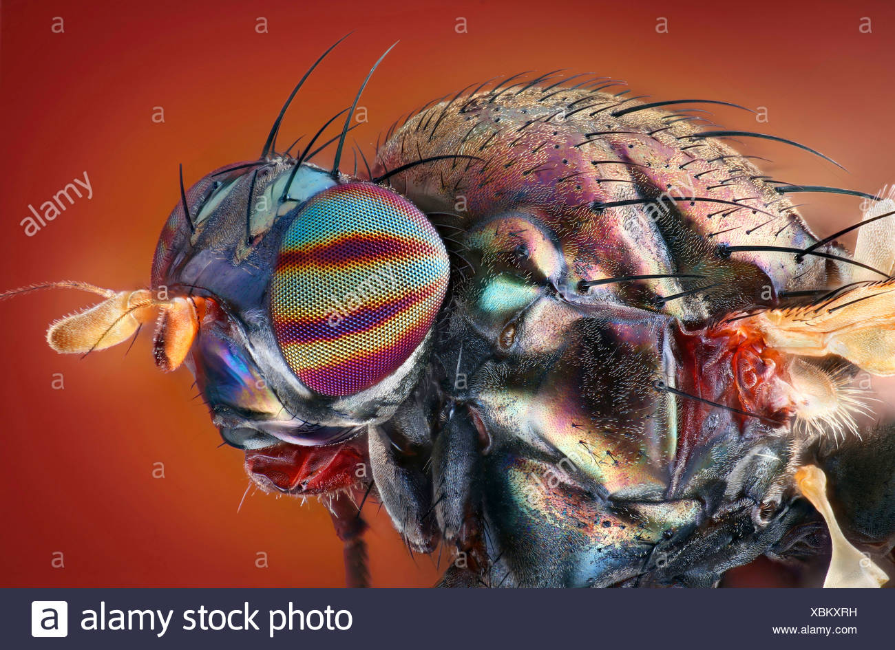 External Skeletons High Resolution Stock Photography and Images - Alamy