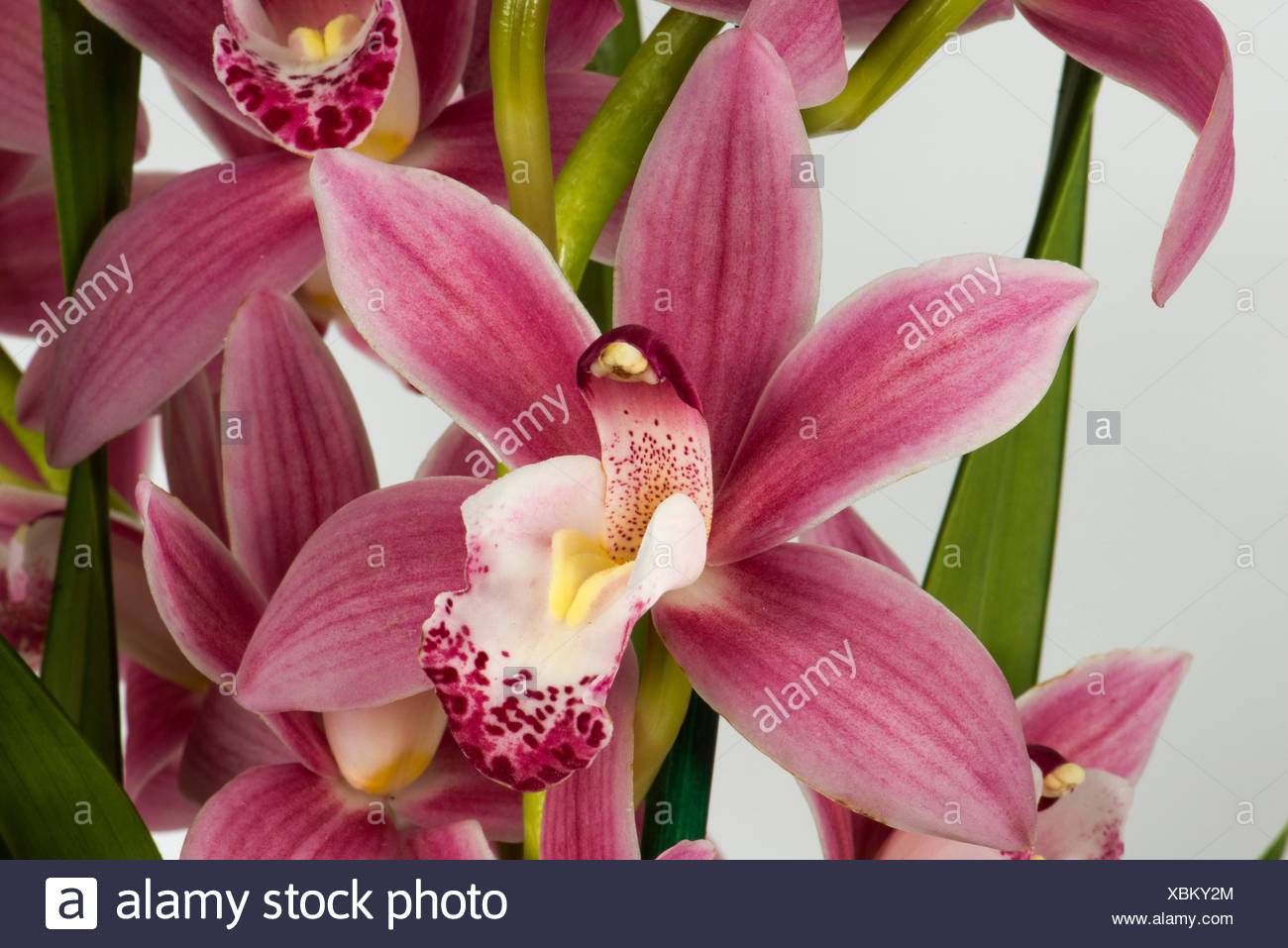 White Or Pink Petals High Resolution Stock Photography and Images - Alamy