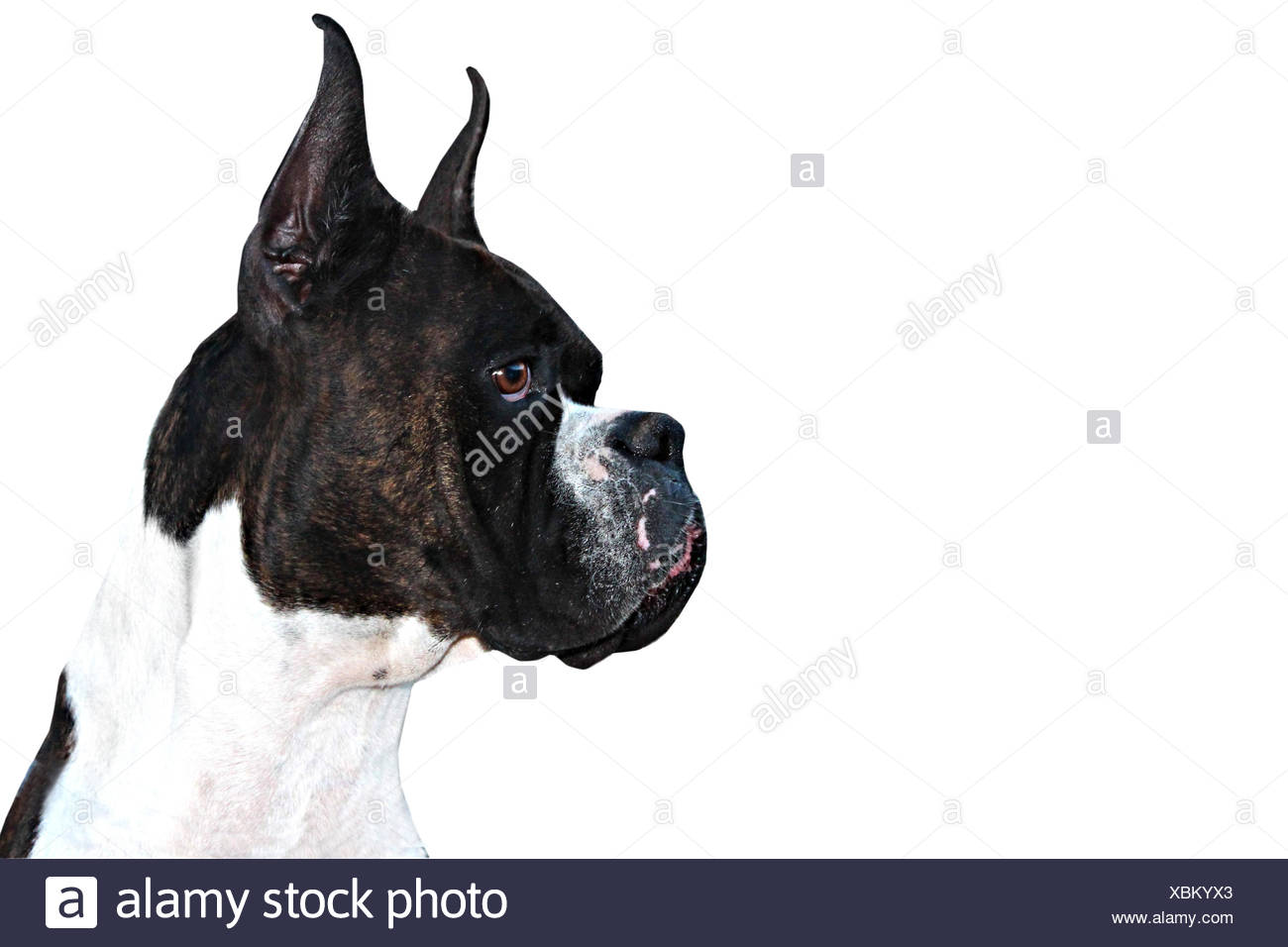 Dog Cropped Ears High Resolution Stock Photography and Images - Alamy