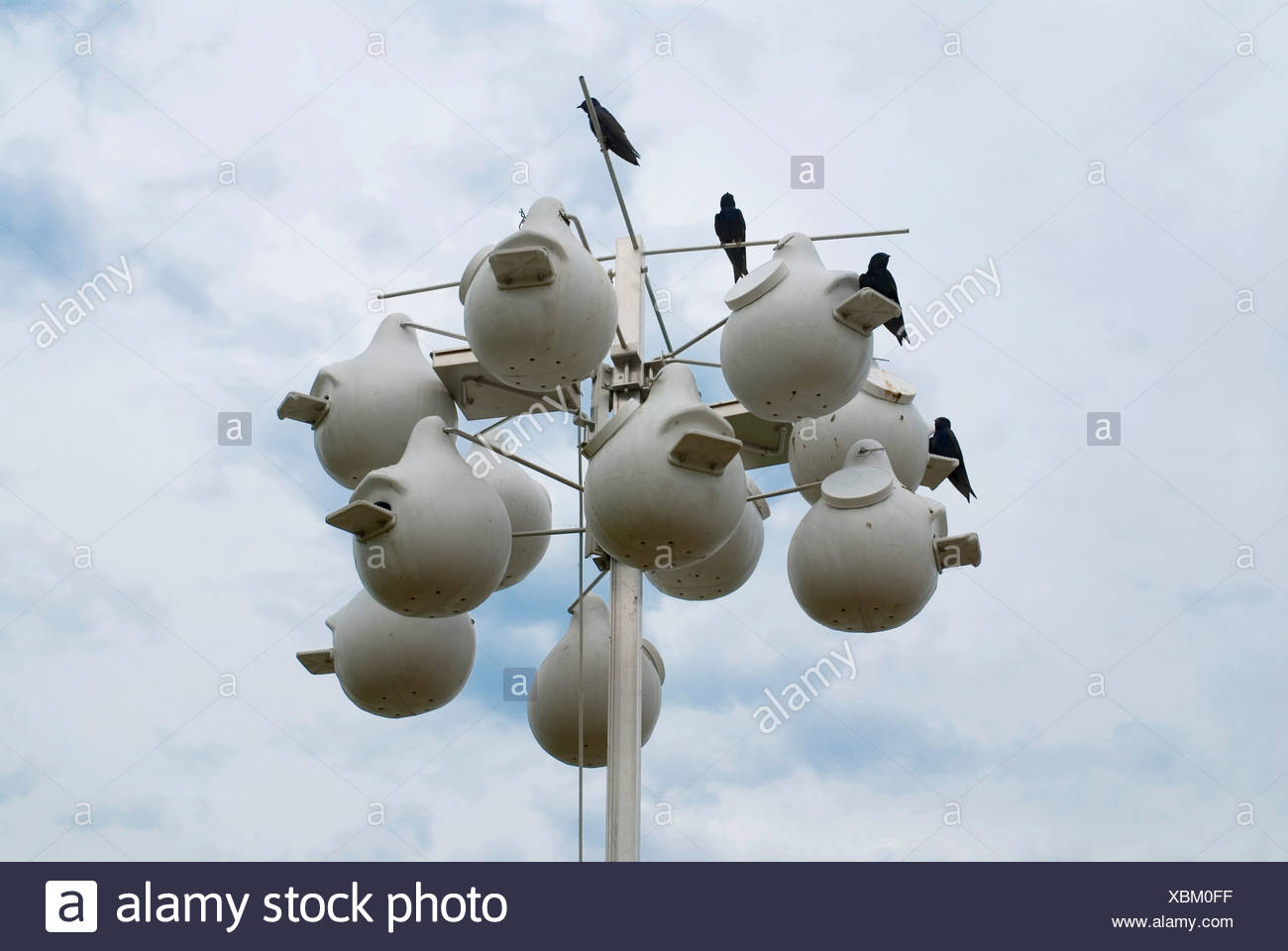 Purple Martin Houses High Resolution Stock Photography and Images - Alamy