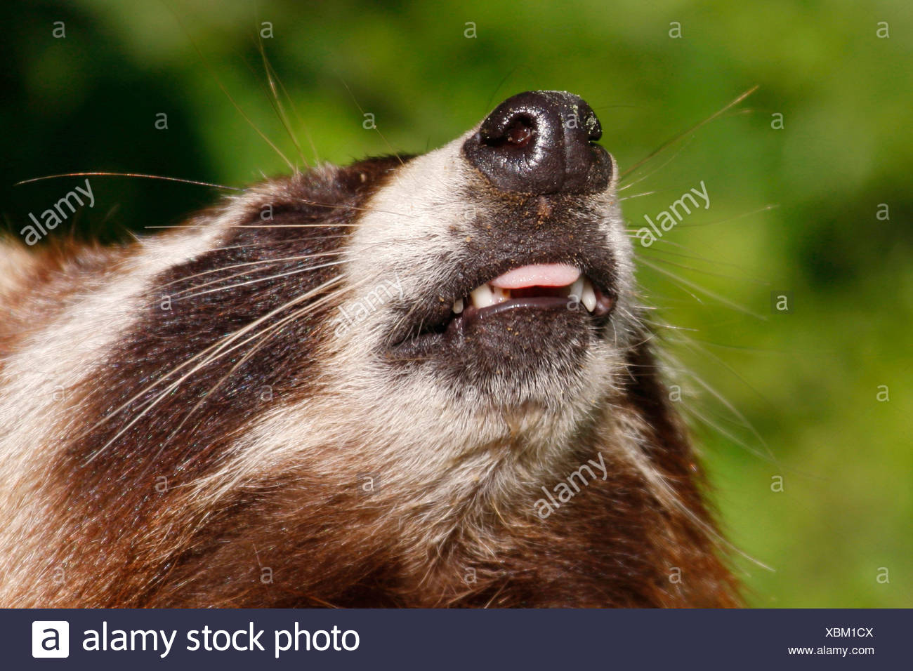 Displaying Teeth Stock Photos & Displaying Teeth Stock Images - Alamy