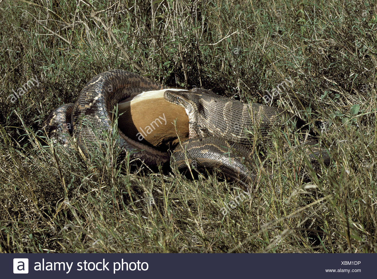 Rockpython High Resolution Stock Photography and Images - Alamy