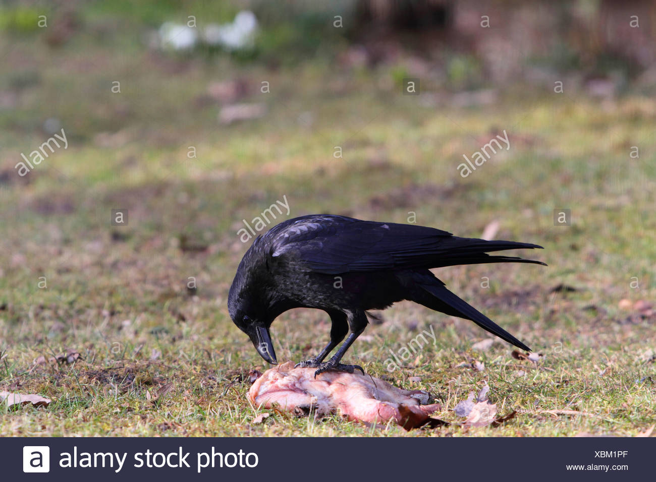 Carrion Feeding Birds Stock Photos & Carrion Feeding Birds Stock Images ...