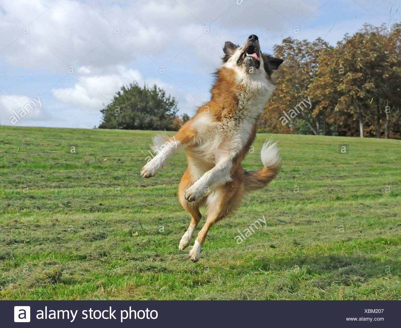 Happy Collie High Resolution Stock Photography and Images - Alamy