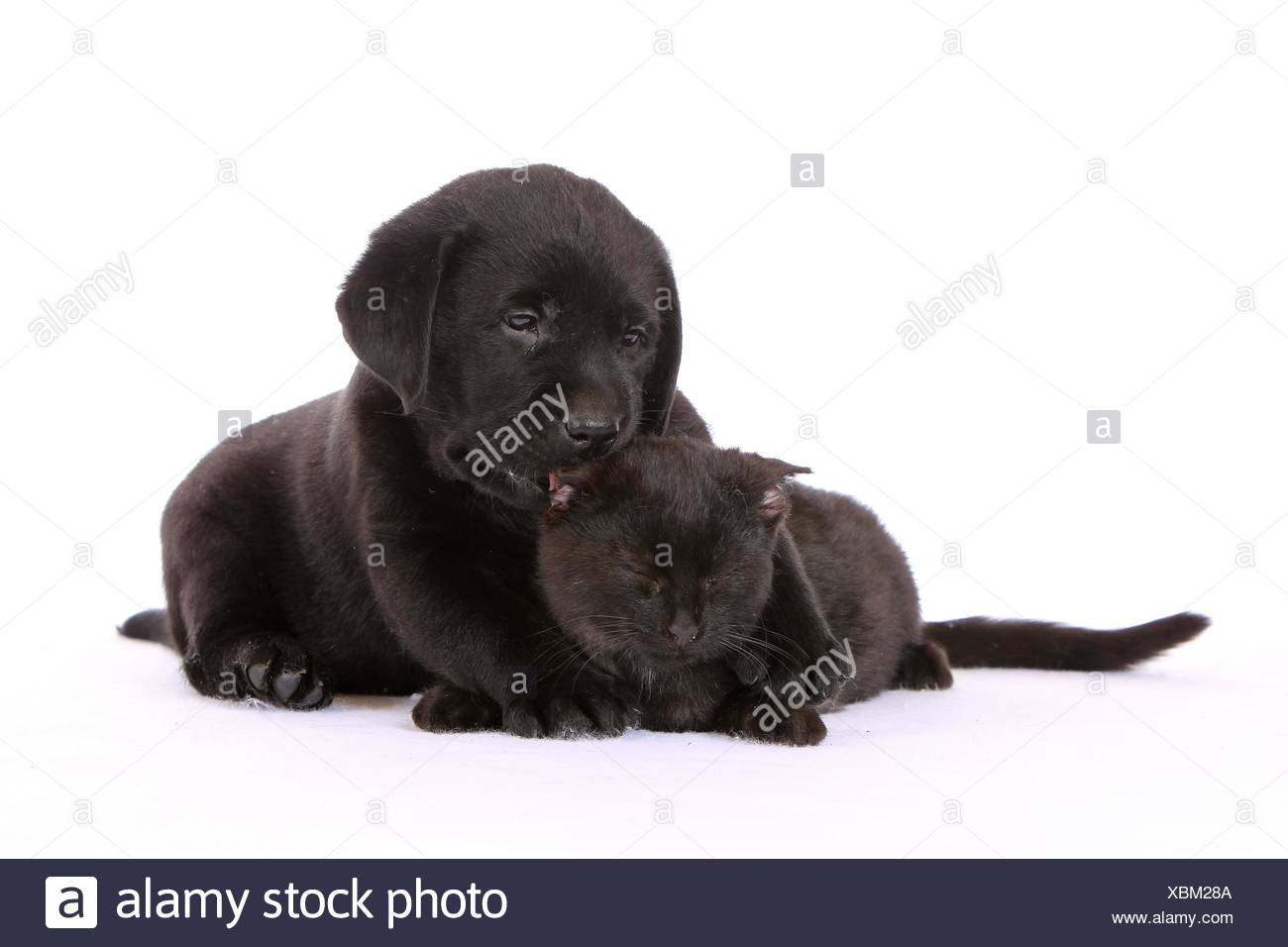 Two White Labrador Puppies High Resolution Stock Photography and Images ...