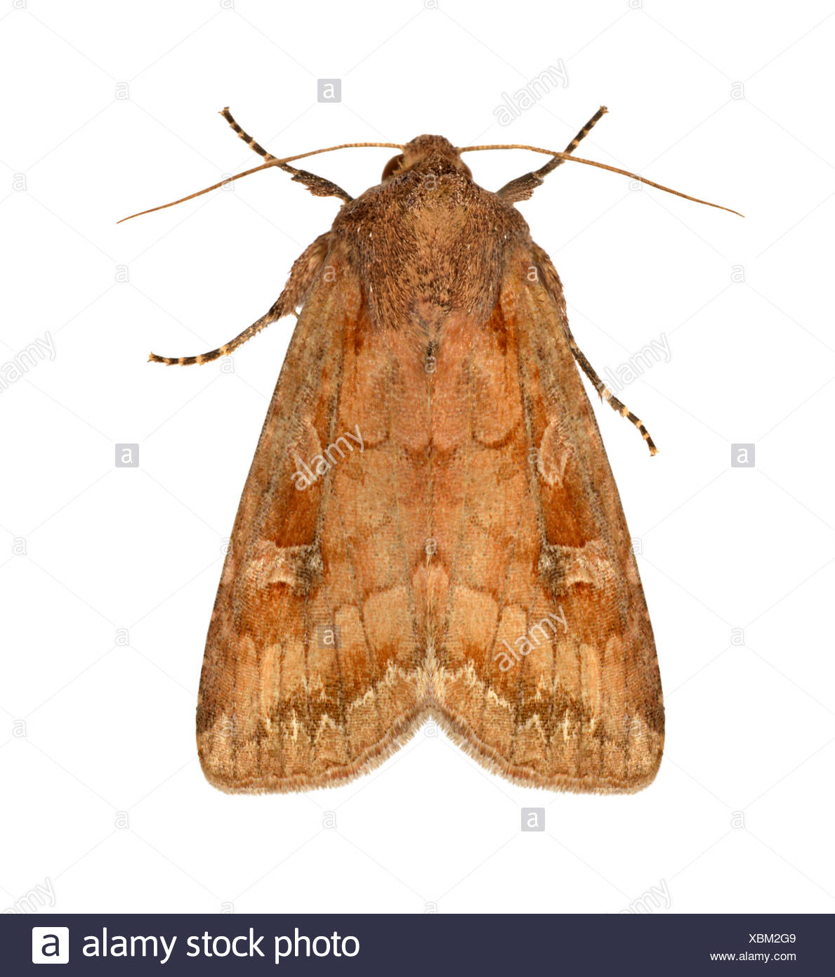 Lacanobia Stock Photos & Lacanobia Stock Images - Alamy