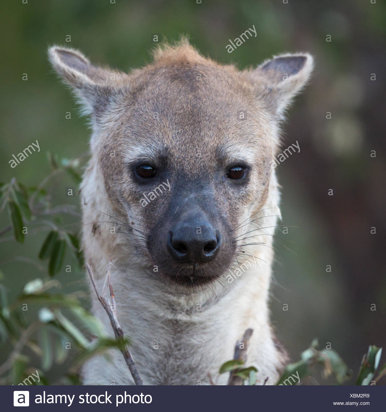Laughing Hyena Stock Photos & Laughing Hyena Stock Images - Alamy