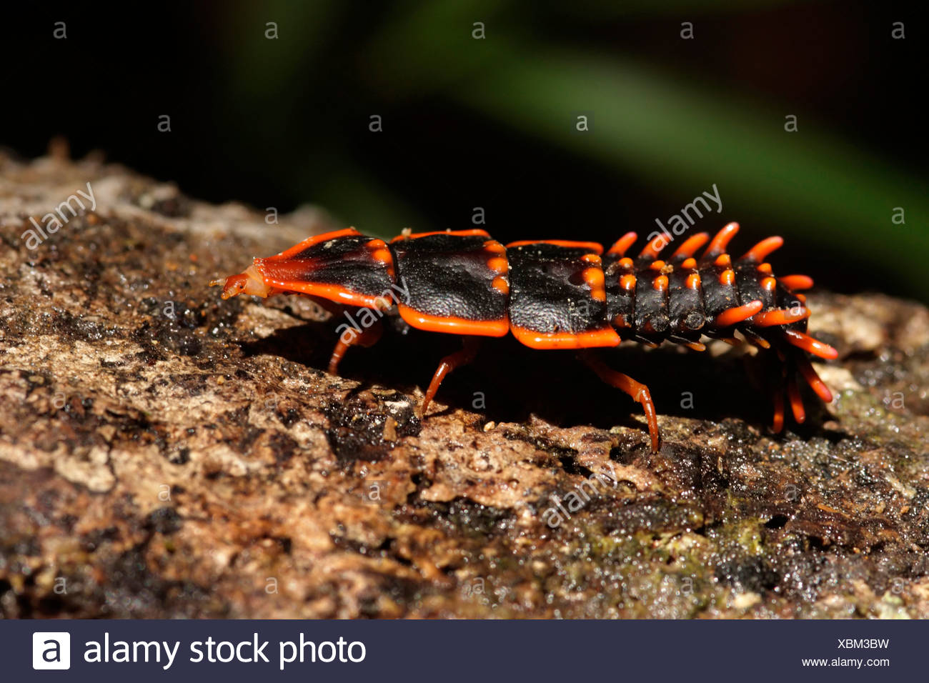 Trilobite Beetle Larvae High Resolution Stock Photography and Images ...