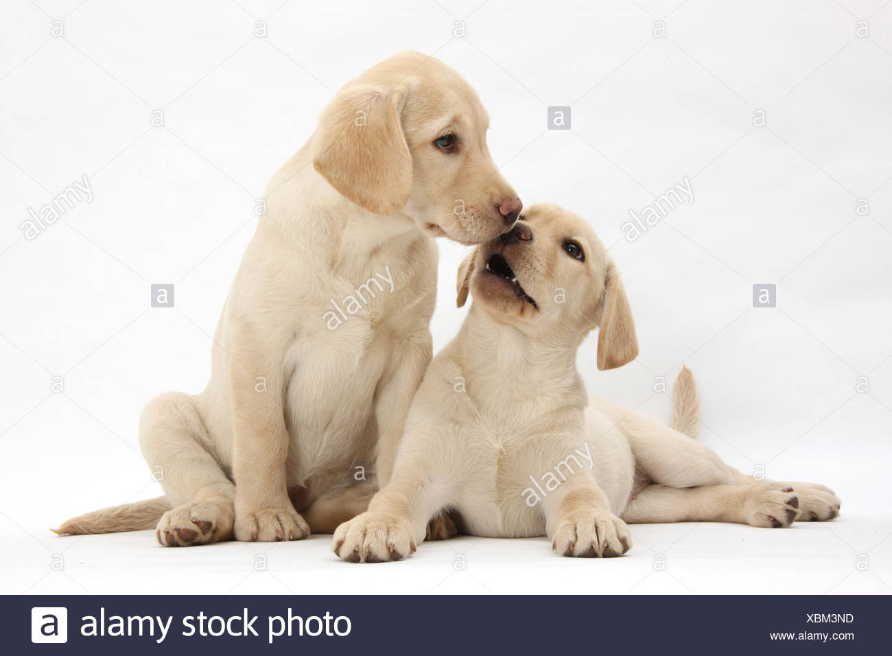 Animals Touching Noses High Resolution Stock Photography and Images - Alamy