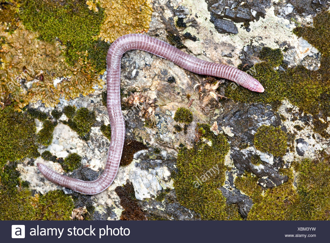 Ugly Lizard High Resolution Stock Photography and Images - Alamy