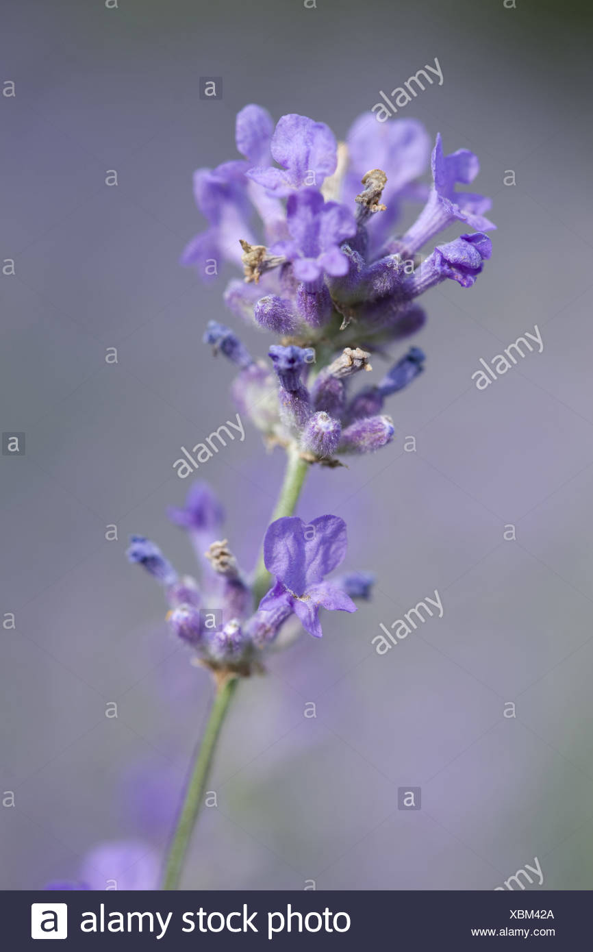 English Lavender Lavandula Angustifolia Flowering High Resolution Stock ...