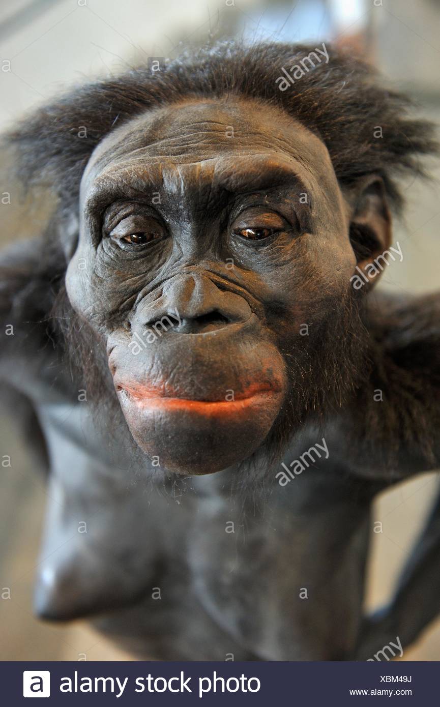 Australopithecus Afarensis Stock Photos & Australopithecus Afarensis ...