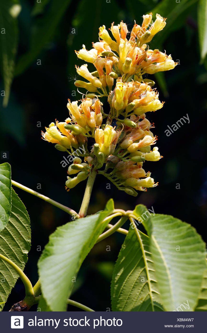 Yellow Buckeye Aesculus Flava High Resolution Stock Photography and ...