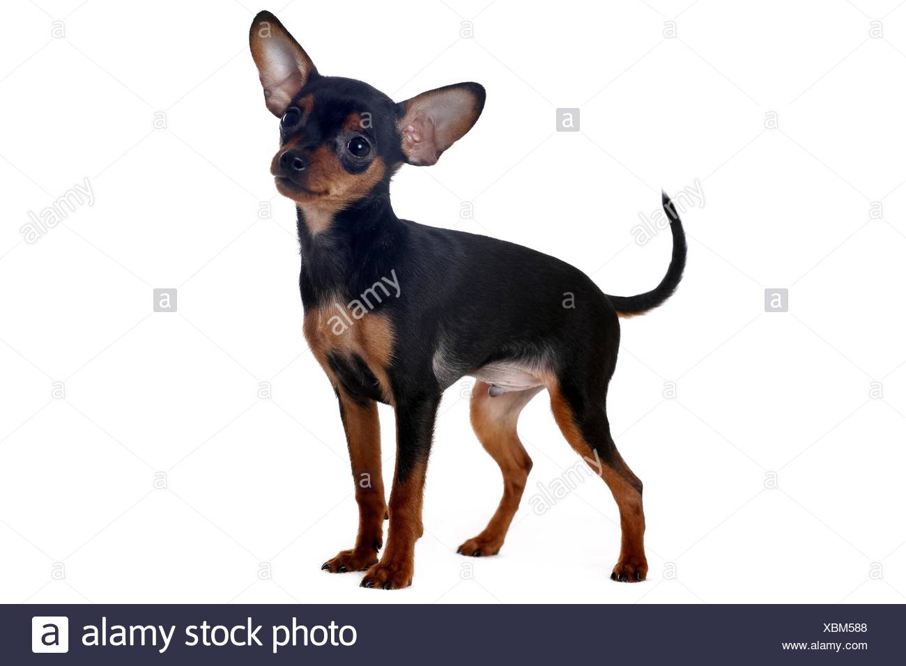 Prague Rattler High Resolution Stock Photography and Images - Alamy