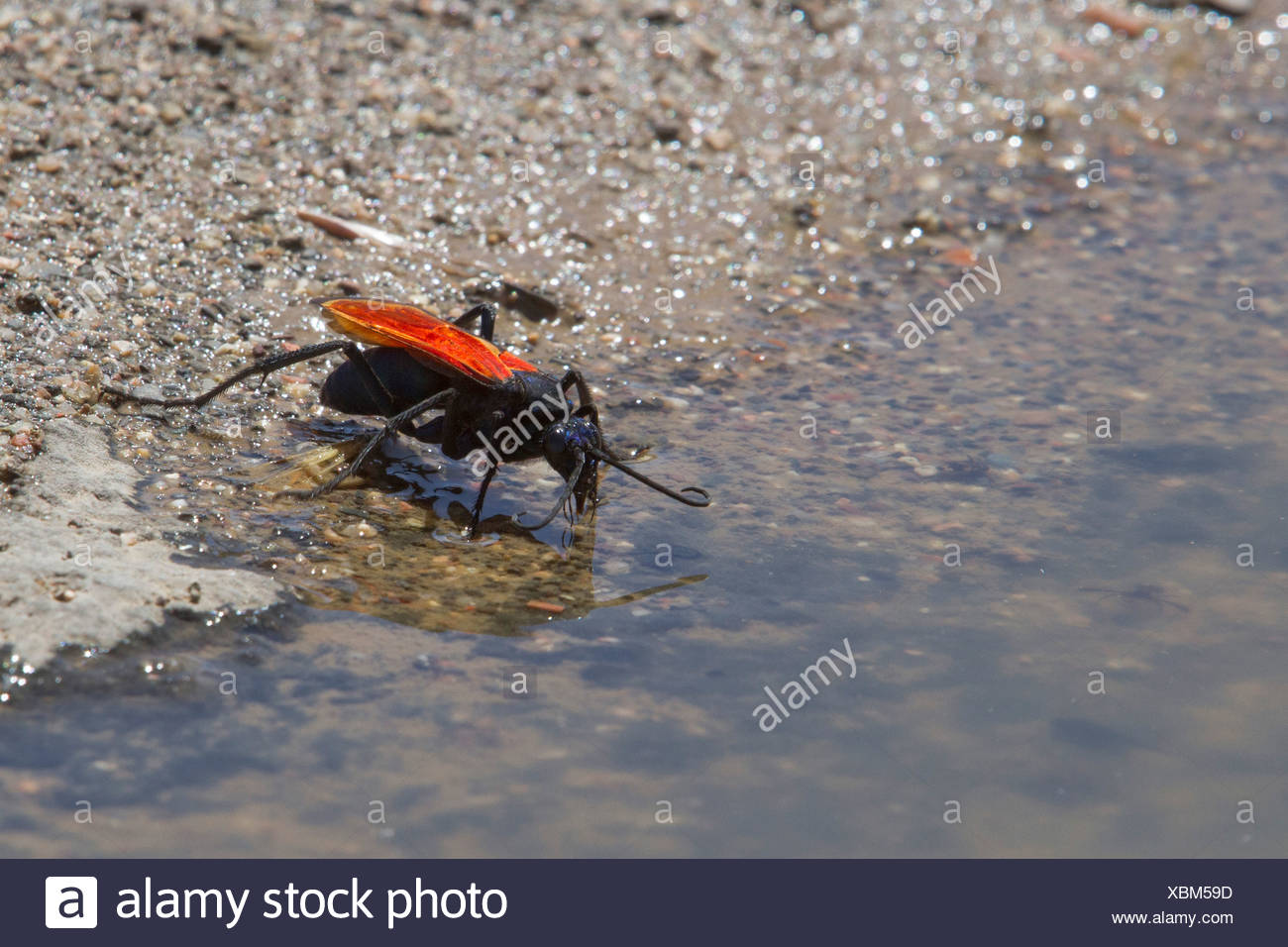 Side View A Hartl High Resolution Stock Photography and Images - Alamy