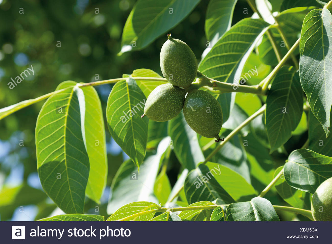 Walnut Tree Close High Resolution Stock Photography and Images - Alamy