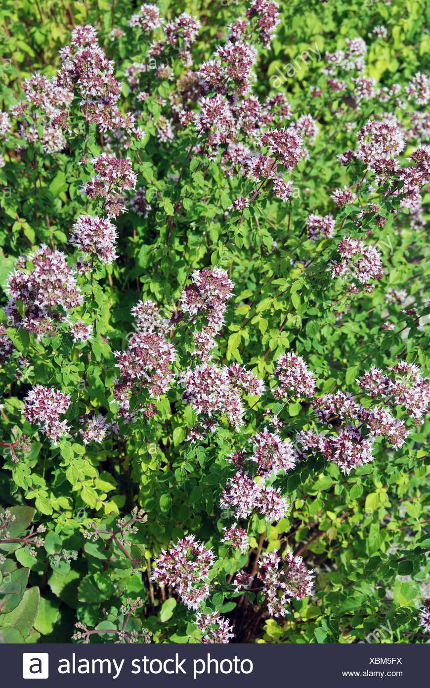 Common Oregano High Resolution Stock Photography and Images - Alamy