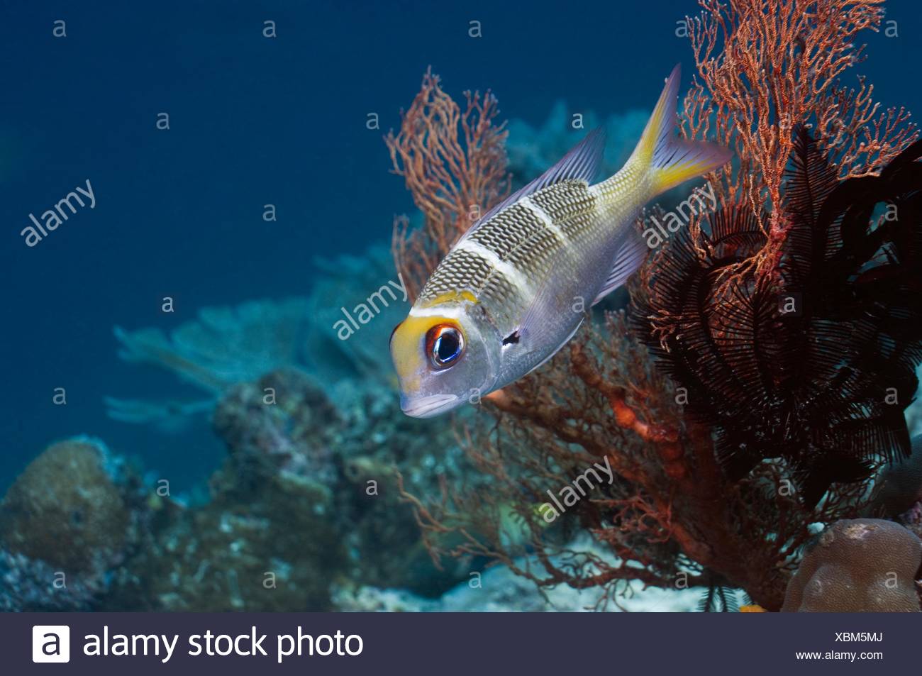 Bigeye Emperor Fish High Resolution Stock Photography and Images - Alamy