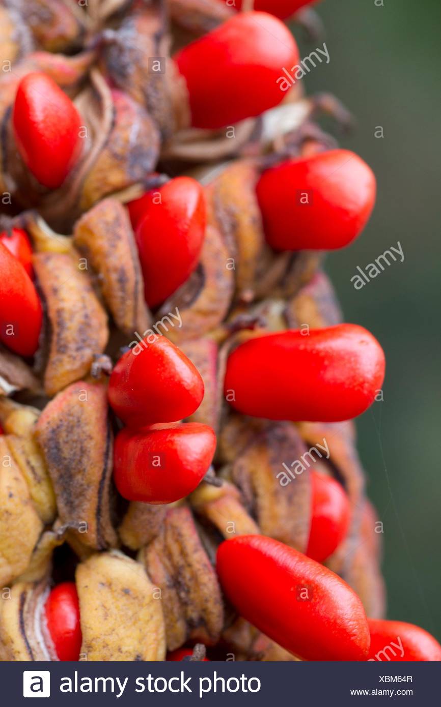 Magnolia Grandiflora Fruit High Resolution Stock Photography and Images ...