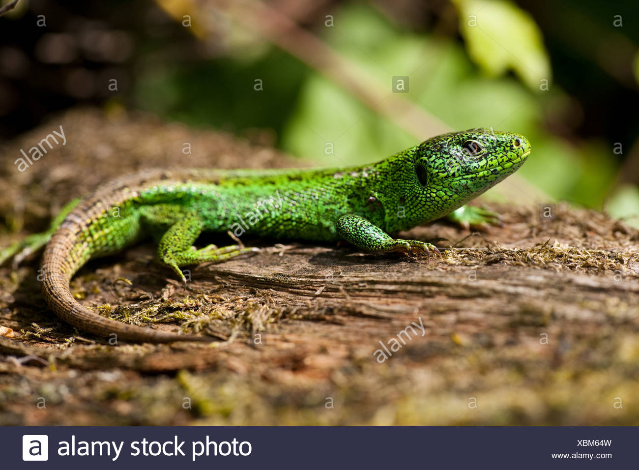 Lacerta Agilis High Resolution Stock Photography and Images - Alamy
