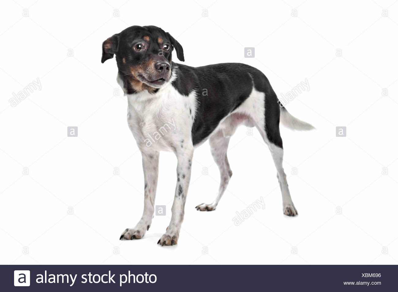 Dutch Terrier Stock Photos & Dutch Terrier Stock Images - Alamy