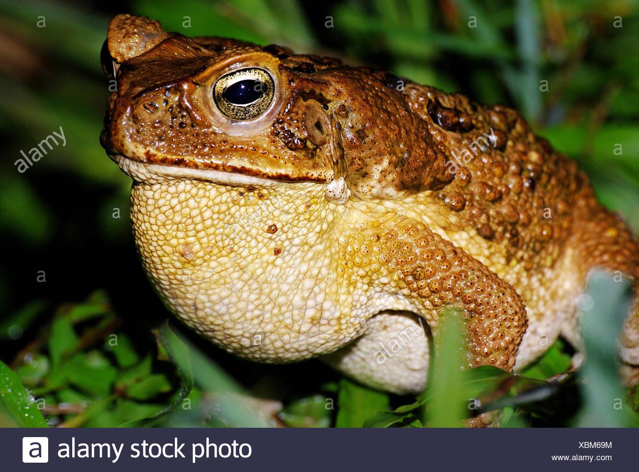 Bufonidae High Resolution Stock Photography and Images - Alamy