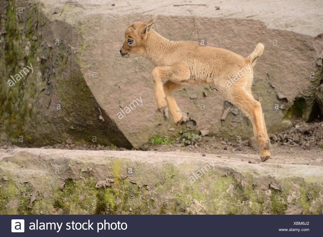 Jumping Lamb High Resolution Stock Photography and Images - Alamy