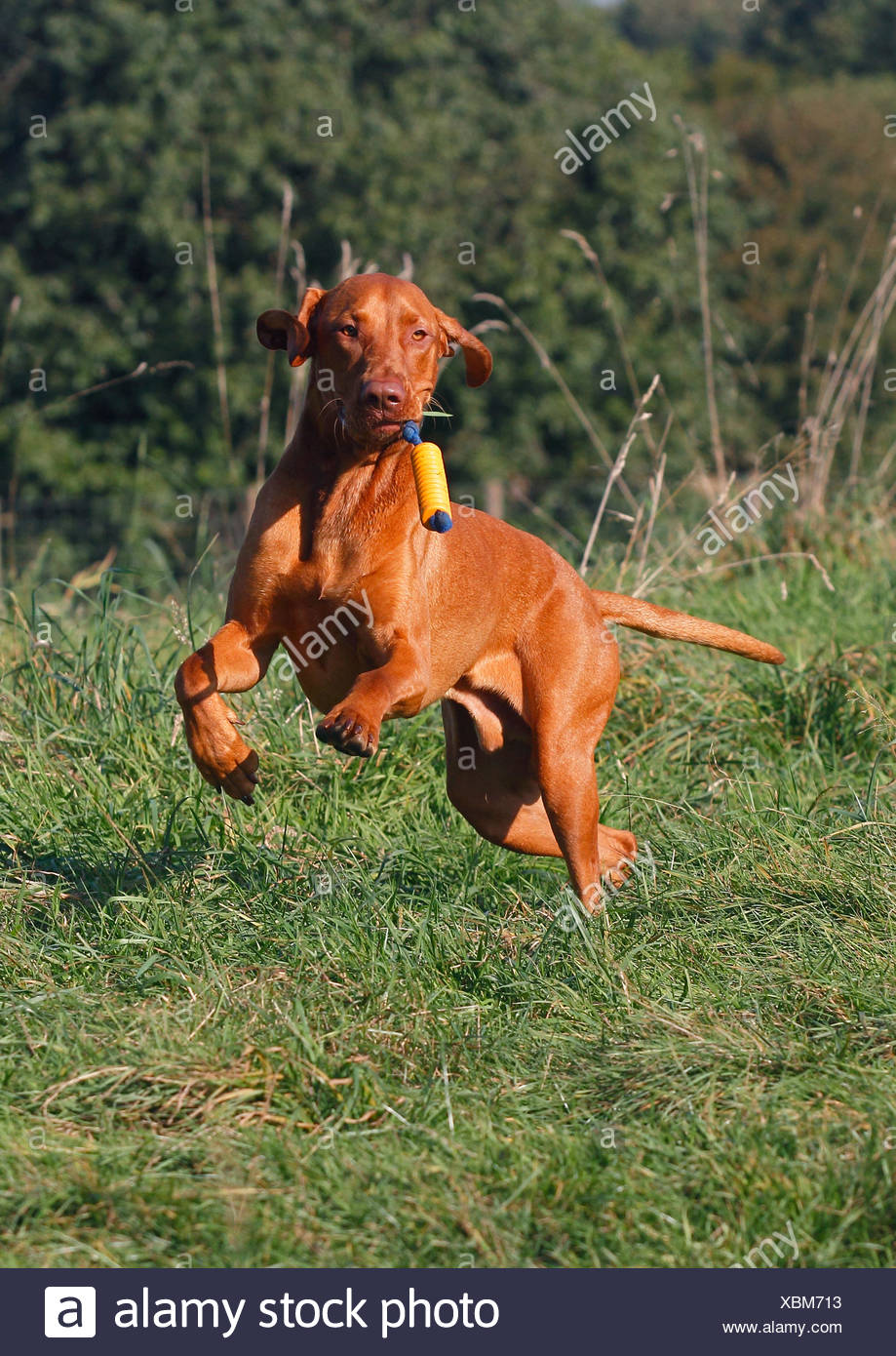 Hungarian Short Haired Pointing Dog High Resolution Stock Photography ...
