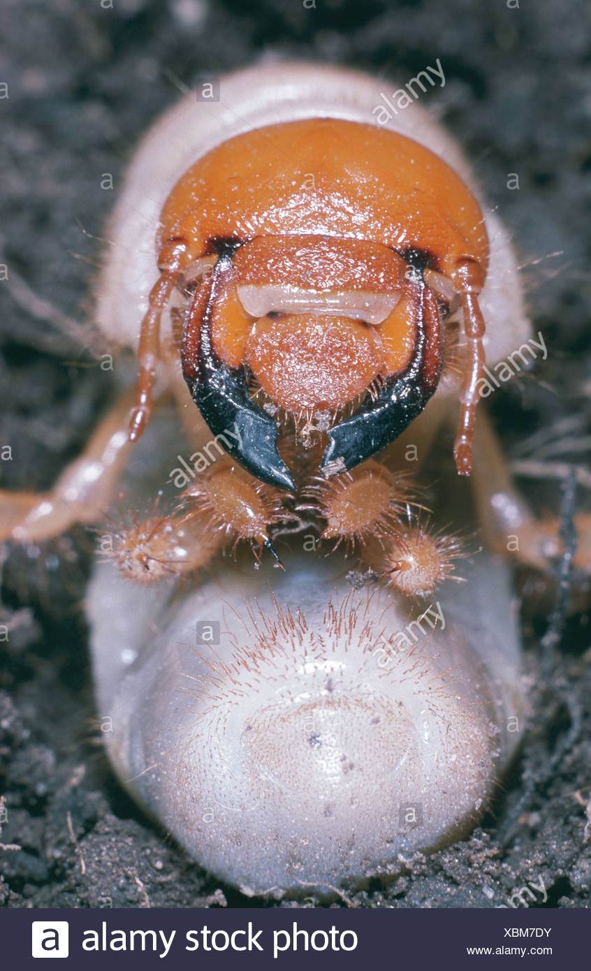 Dung Beetle Larva Stock Photos & Dung Beetle Larva Stock Images - Alamy