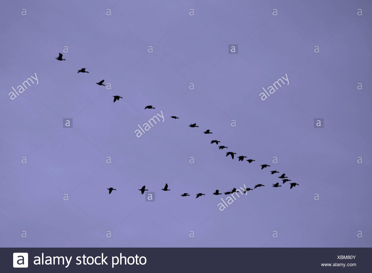 Black Flies Swarm High Resolution Stock Photography and Images - Alamy