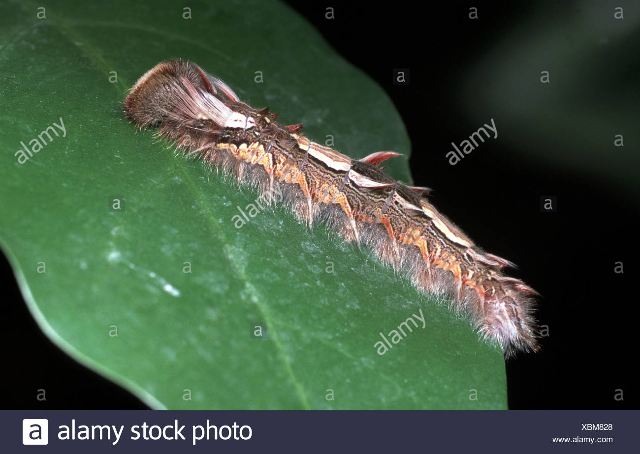 Caterpillar Morpho Peleides High Resolution Stock Photography and ...