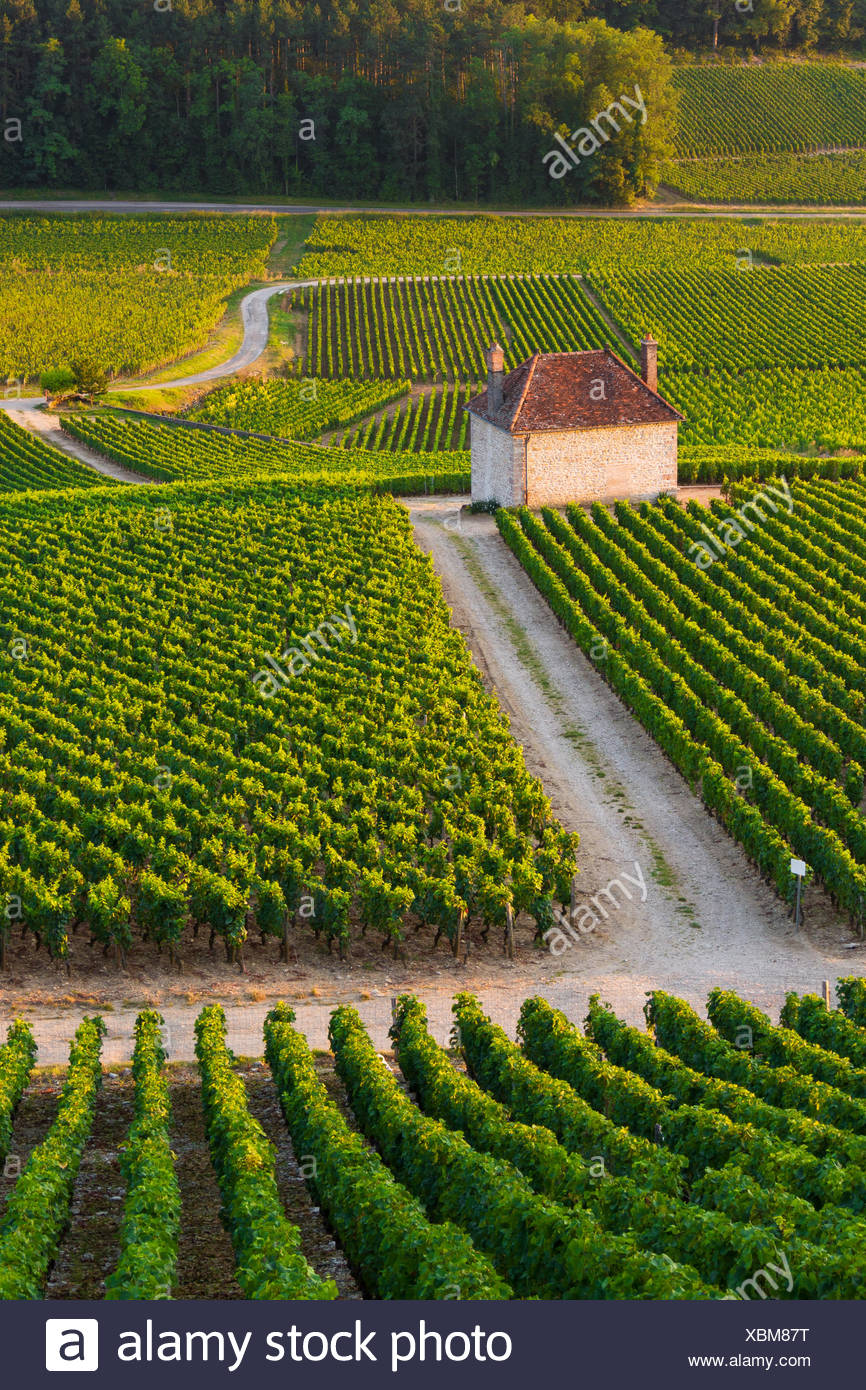 Gevrey Chambertin Vineyard Stock Photos & Gevrey Chambertin Vineyard ...