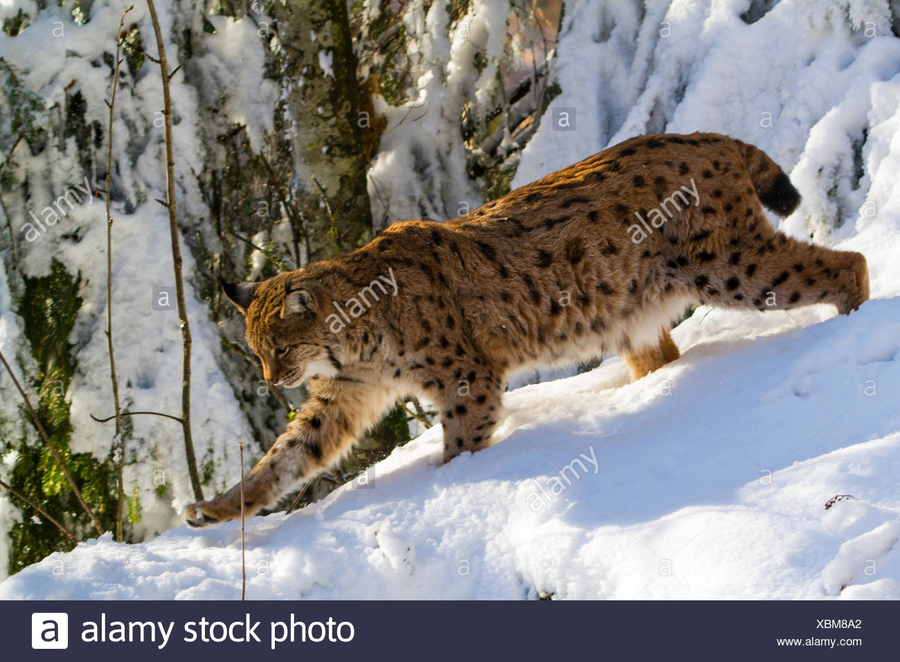 Lynx Habitat Stock Photos & Lynx Habitat Stock Images - Alamy