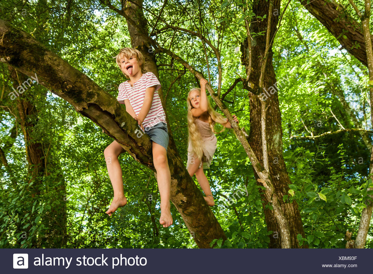 Page 2 - Boy Climbing Tree Barefoot High Resolution Stock Photography ...